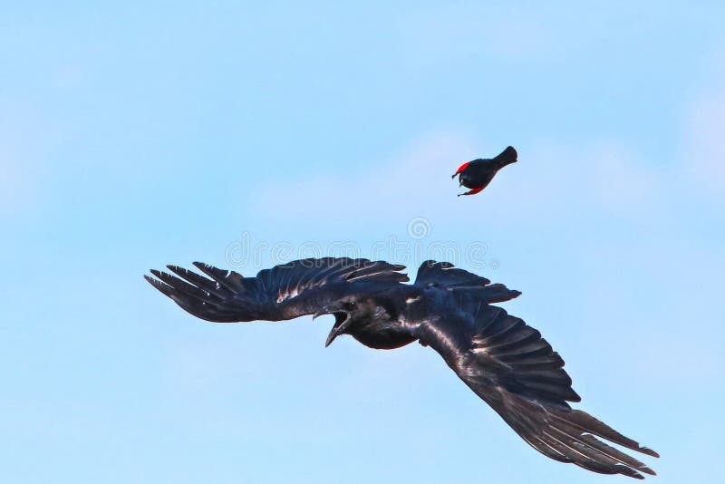 Close Up of Flying Crow Chased by Blackbird Stock Photo - Image of ...