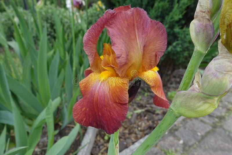 Closeup of Red and Yellow Flower of Iris Germanica Stock Photo - Image ...