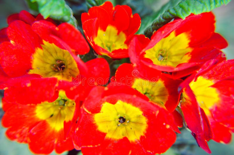 Closeup of Red and Yellow Primrose Flowers Background Stock Photo ...