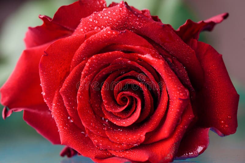 491 Beautiful Red Roses Water Reflection Stock Photos - Free & Royalty ...