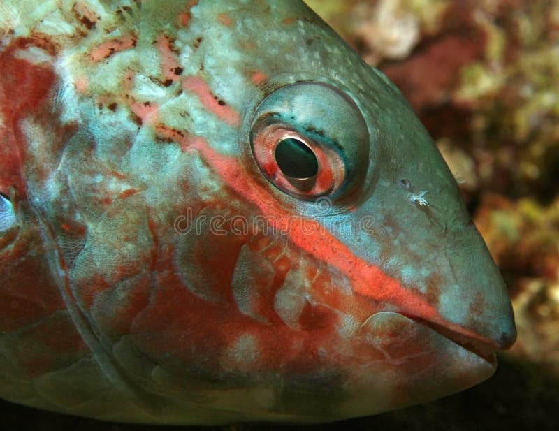 Closeup of Redband Parrotfish Stock Photo - Image of caribbean, ocean ...