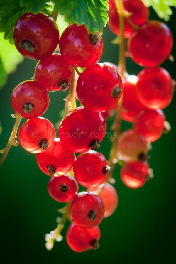 Closeup redcurrant stock image. Image of macro, garden - 20148219