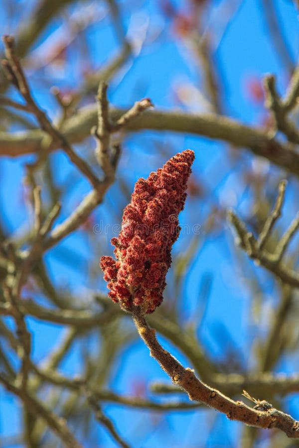 Closeup of the Reddish Fruit of the Staghorn Sumac Tree on a Sunny ...