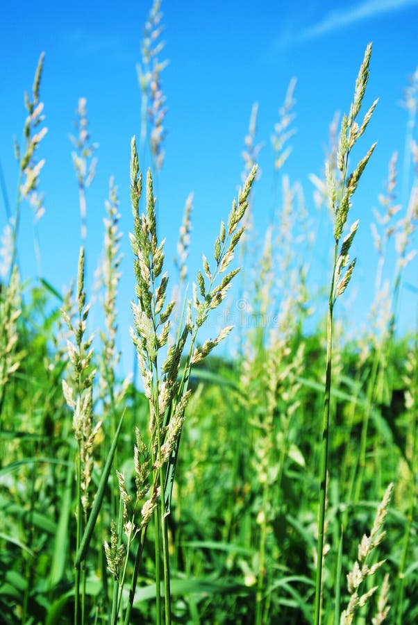 Closeup reed of background stock image. Image of bright - 23687833