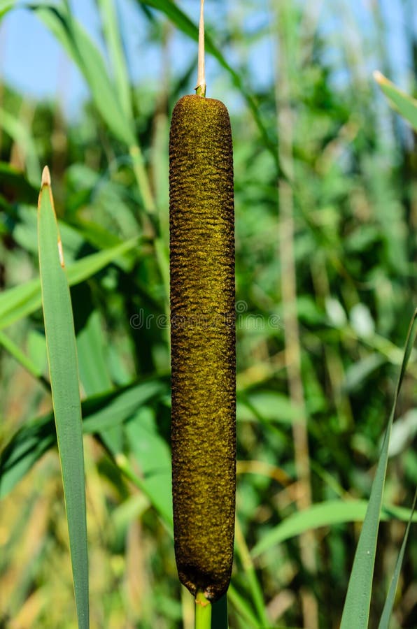 Closeup of the reed plant stock image. Image of marsh - 114536725
