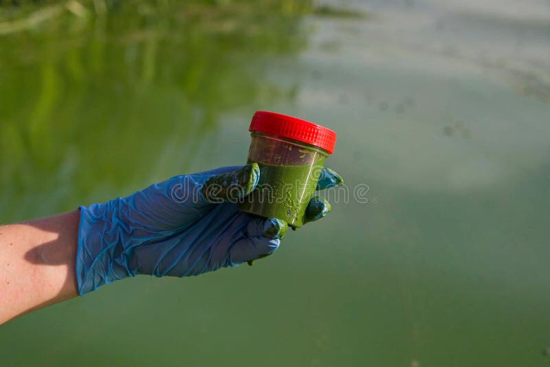 Closeup Researcher Hand Holding Container with Green Algae Outside Near ...