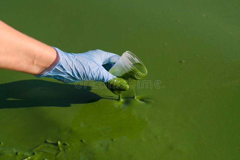 Closeup of Hand in Glove is about Ot Take Sample of Green Algae in ...