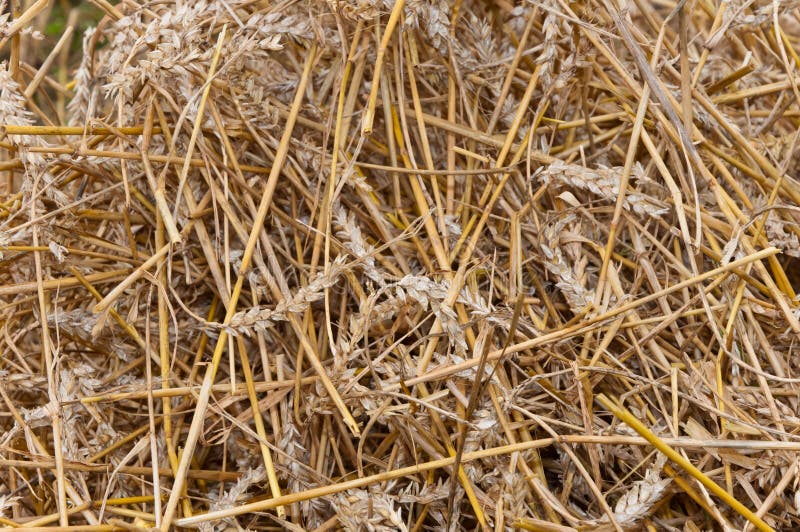 Closeup of Residual Straw after Grain Processing Stock Photo - Image of ...