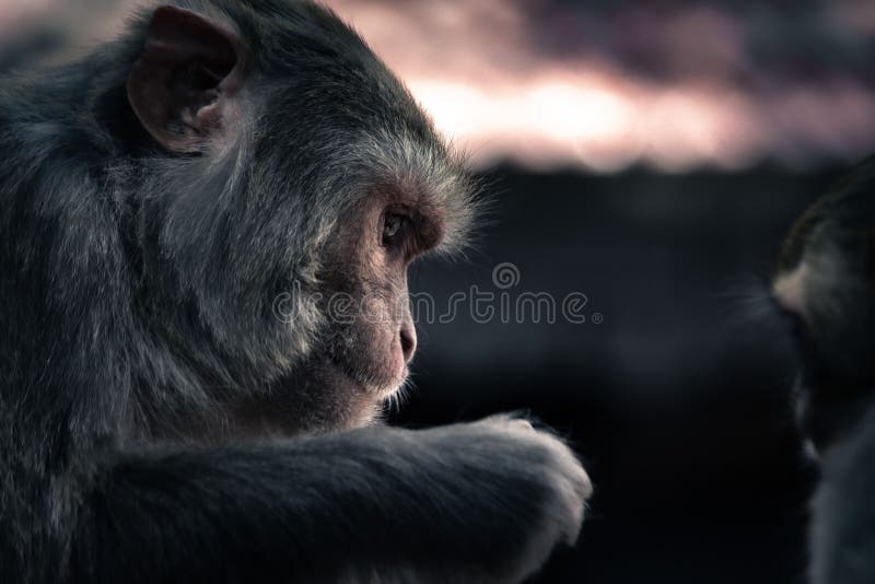 Closeup of a Rhesus Macaque, Macaca Mulatta. Stock Photo - Image of ...