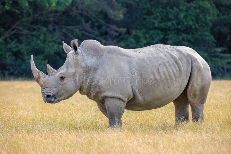 Closeup of a Rhinoceros Standing in a Lush Prairie of Tall Grass Stock ...
