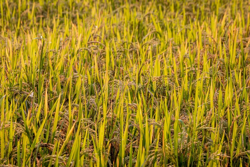 Closeup of Rice Crops Ready for Harvest in the Field Stock Photo ...