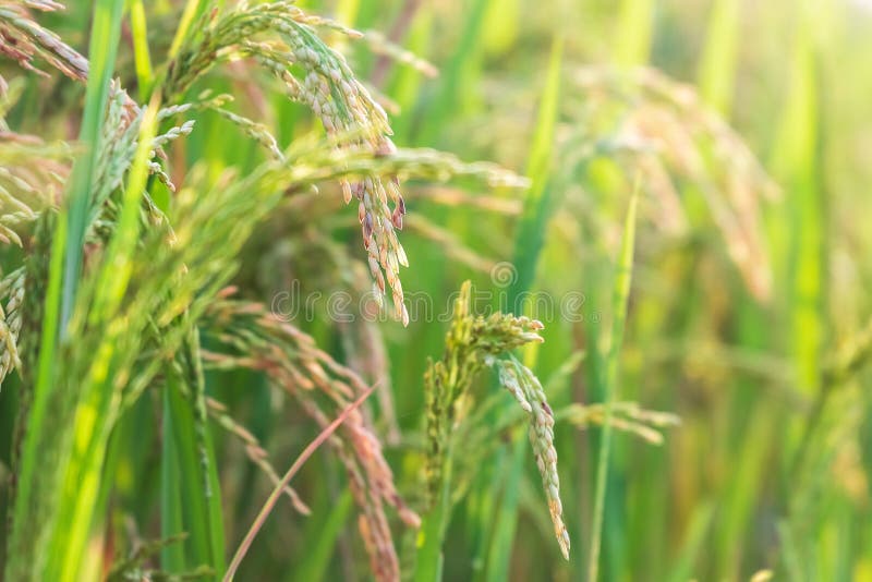 Rice Crops Field In Kerala India , Young Rice Crops Are Getting Ready ...