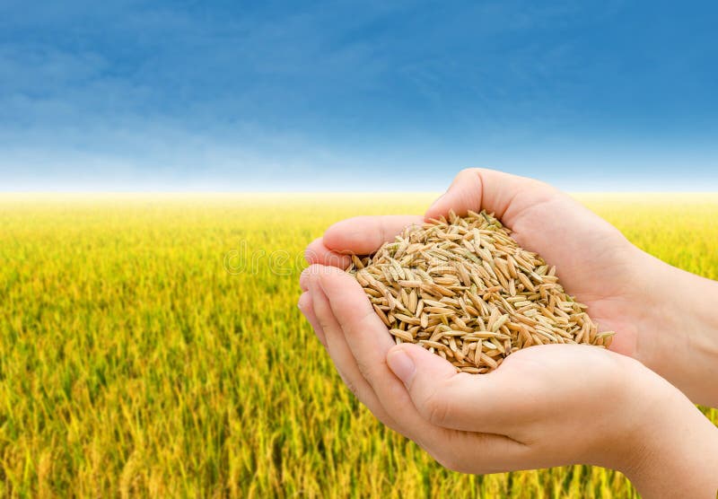 Closeup Rice On Farmer Hand Stock Image - Image of chinese, hand: 54111867