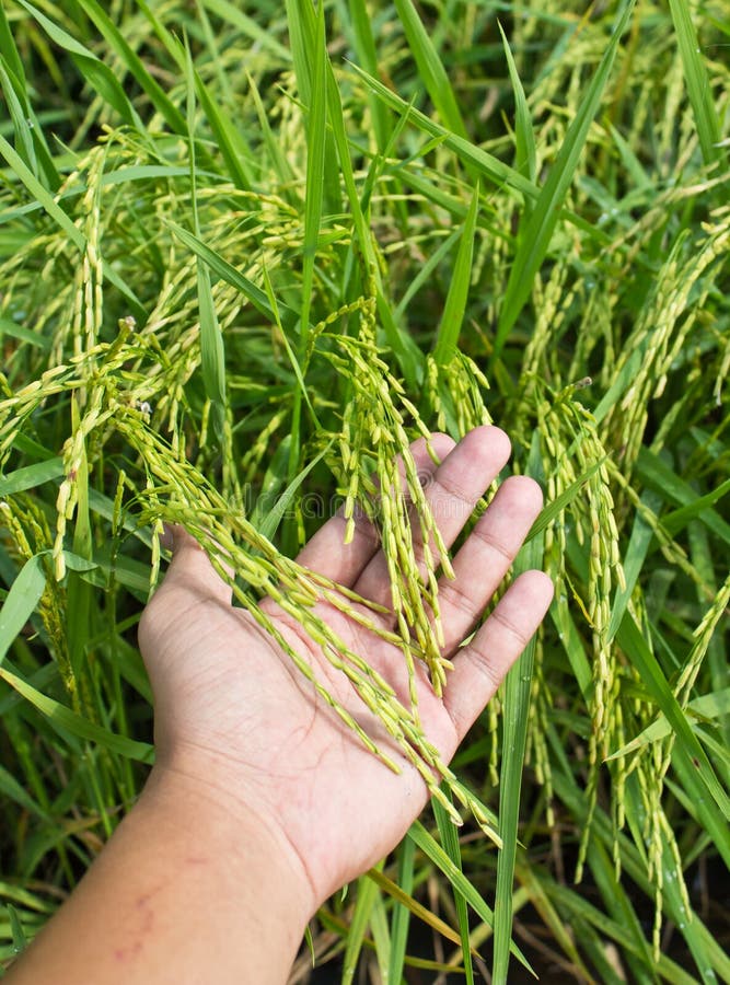 Closeup Rice on Hand Up in Paddy Stock Photo - Image of environment ...