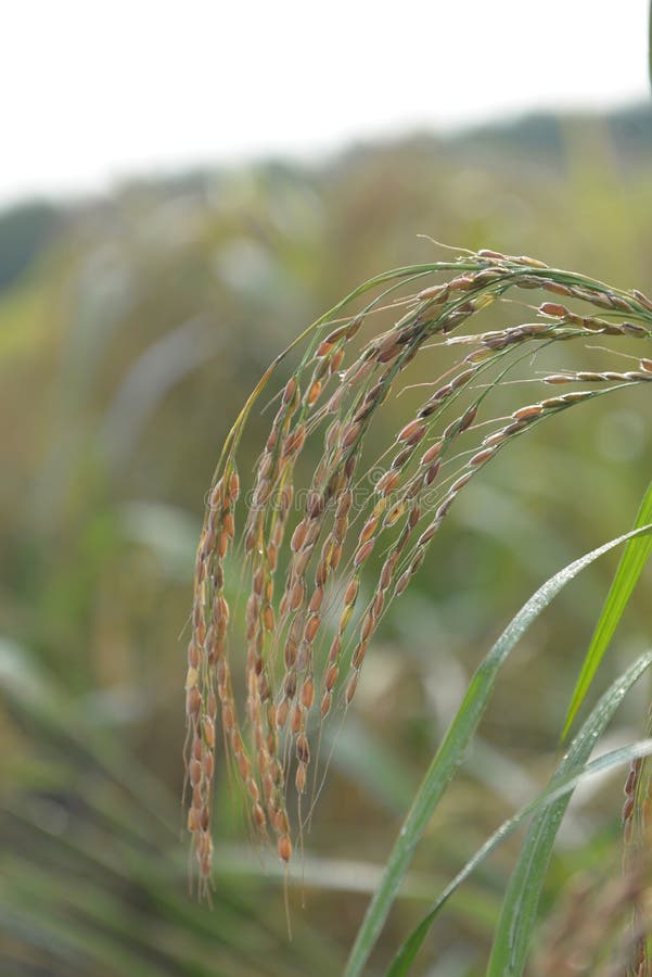 Closeup of rice stock photo. Image of morning, paddy - 233435898