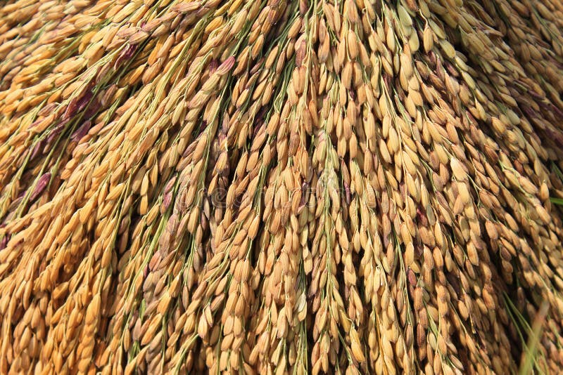 Closeup of rice paddy stock photo. Image of stem, white - 68533140