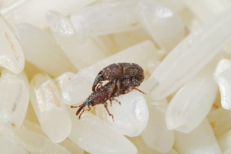 Rice weevils mating. stock photo. Image of infestation - 182217956