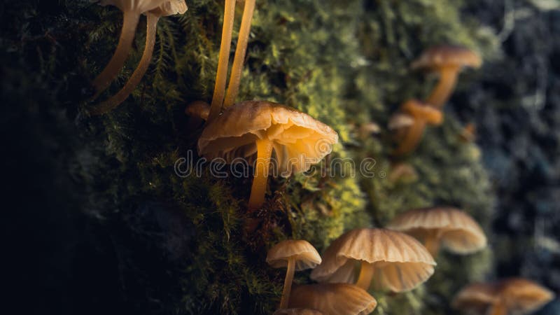 Closeup of Rickenella Fibula or Omphalina Fibula. Stock Photo - Image ...