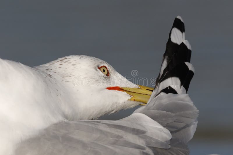 Closeup of a Ring-billed Gull Preening Its Feathers Stock Photo - Image ...