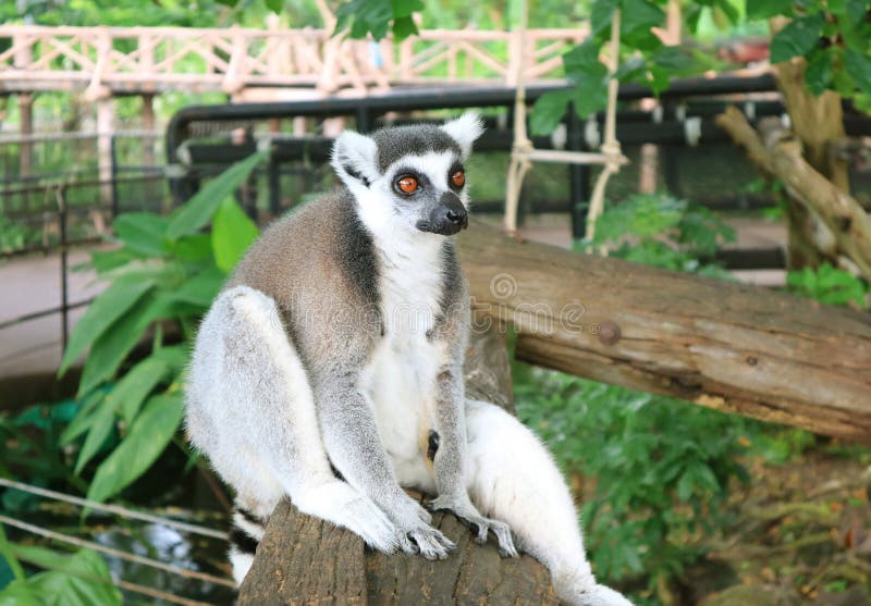 Ring-tailed Lemur in an Open Zoo Stock Illustration - Illustration of ...