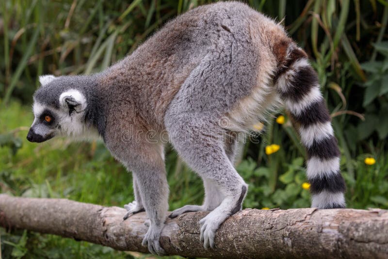 A Lemur Standing on Its Hind Legs in the Grass. Suitable for Nature and ...