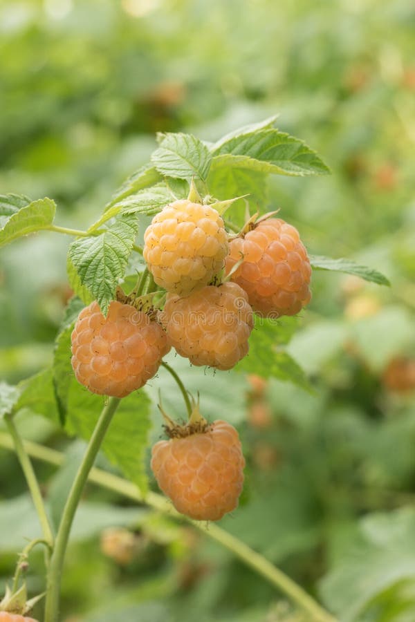 Closeup Ripe Berry Yellow Raspberry on a Branch Stock Photo - Image of ...