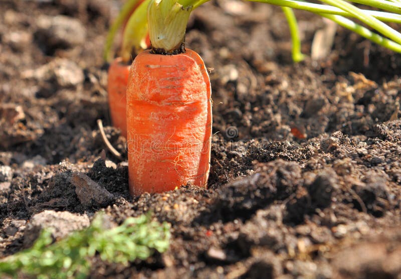 Carrot in vegetable garden stock image. Image of plantation - 30192995