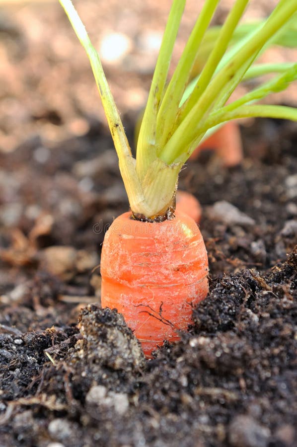 Carrots in Vegetable Garden Stock Image - Image of gardening, ripe ...