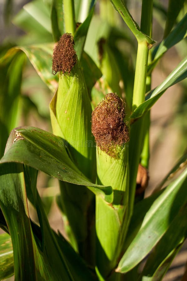 Closeup of a ripe corn cob stock image. Image of mais - 162871921