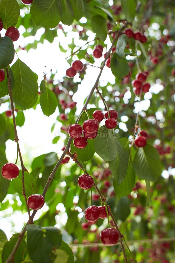 Closeup Of Ripe Dark Red Sour Cherries Hanging On Sour Cherry Tree