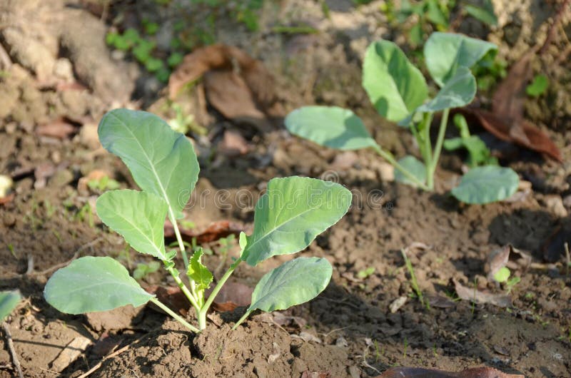 Closeup of the Ripe Green Small Cabbage Seedlings in the Soil in the ...