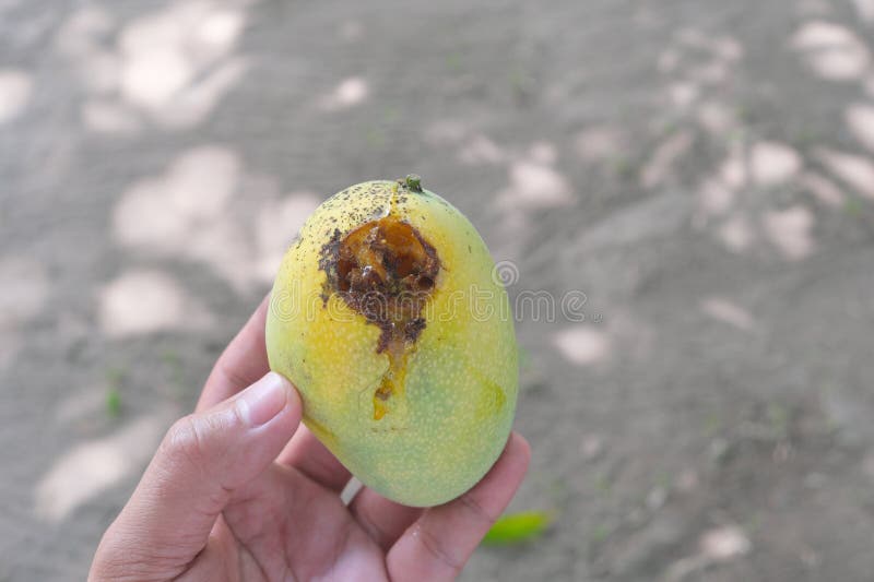 Closeup of Ripe Philippine Mango Damaged by Fruit Fly. Stock Image ...