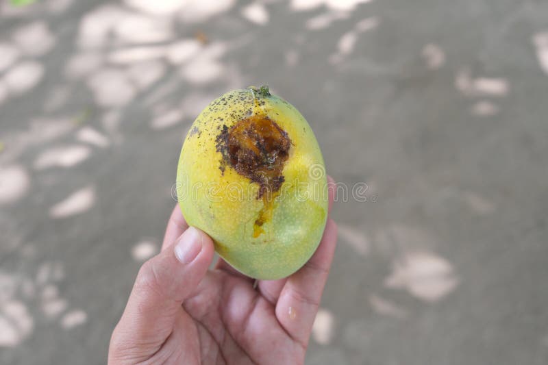 Closeup of Ripe Philippine Mango Damaged by Fruit Fly. Stock Image ...