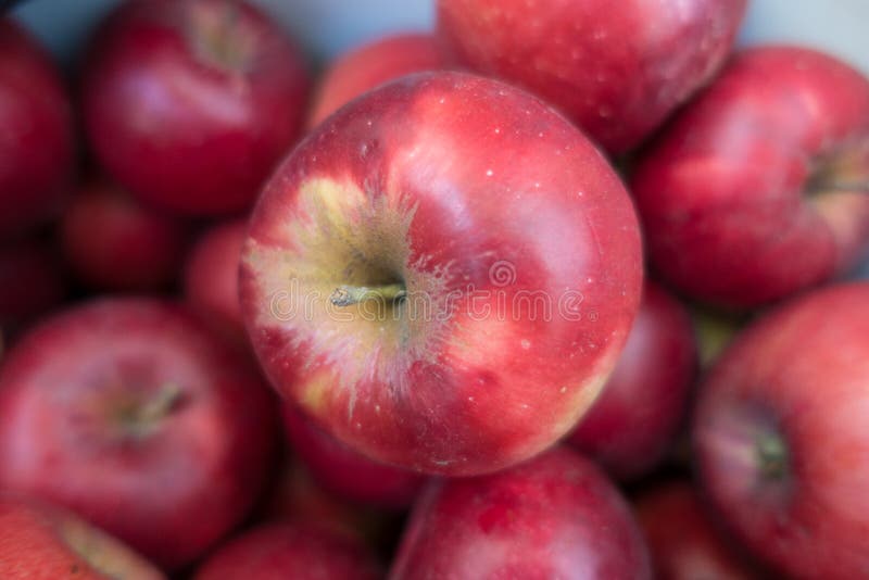 Closeup of Ripe Red Apple Jonathan Cultivar Stock Photo - Image of ...