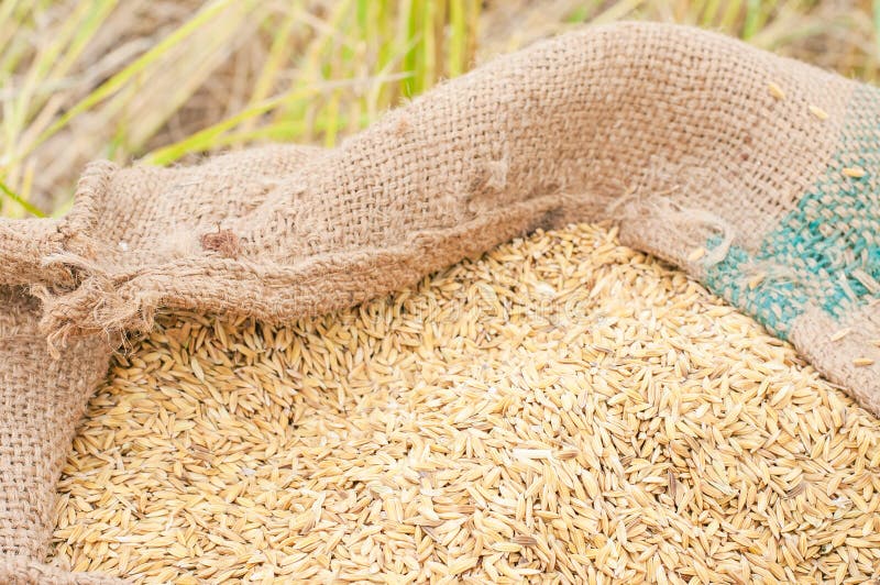 Closeup ripe rice stock image. Image of agriculture, grain - 35636529