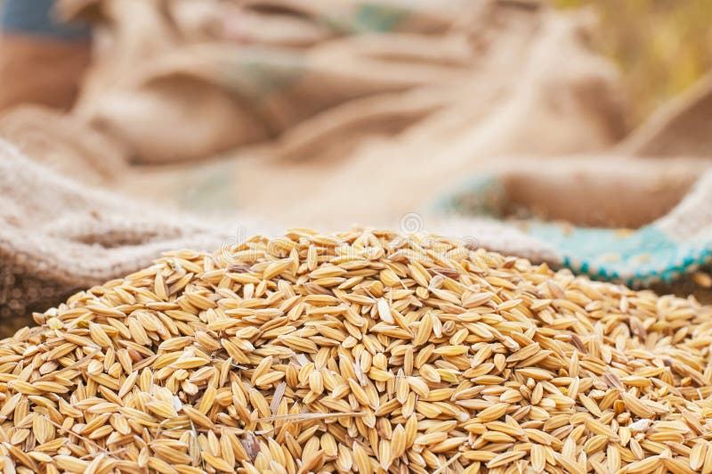 Closeup ripe rice stock photo. Image of brown, grained - 35636596
