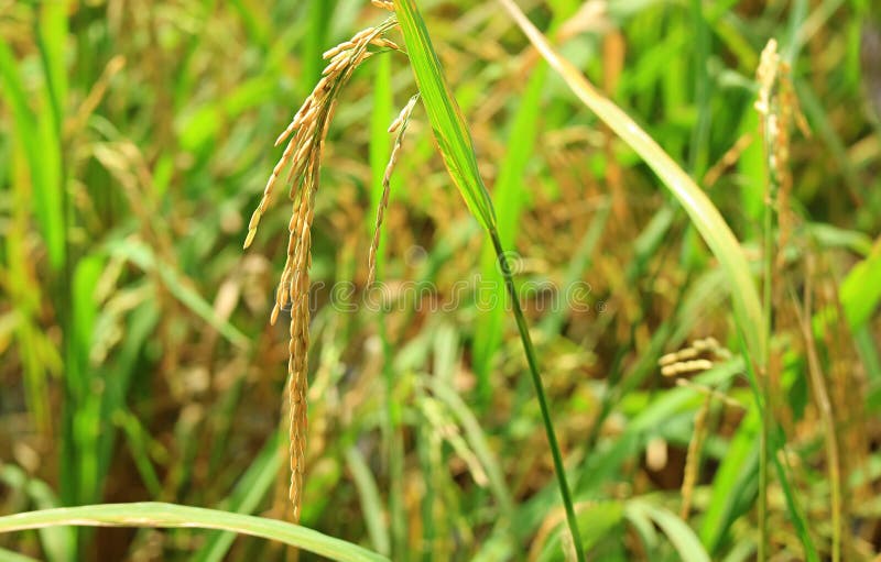 Ripe Rice Grains in the Paddy Fields on Harvest Season Stock Image ...