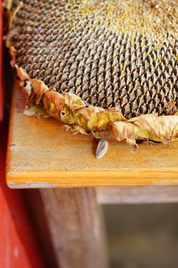 Closeup of Ripe Sunflower Seeds on a Table Stock Image - Image of corn ...