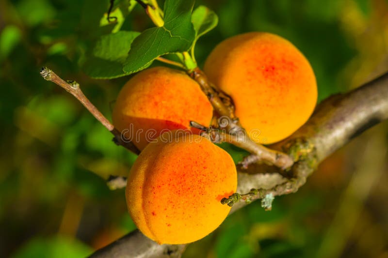 Apricot Farming in Swat Valley, Pakistan Stock Image - Image of ...