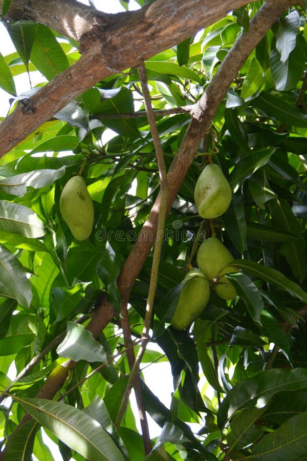 Closeup of Ripening Mango in the Shadows Stock Photo - Image of closeup ...