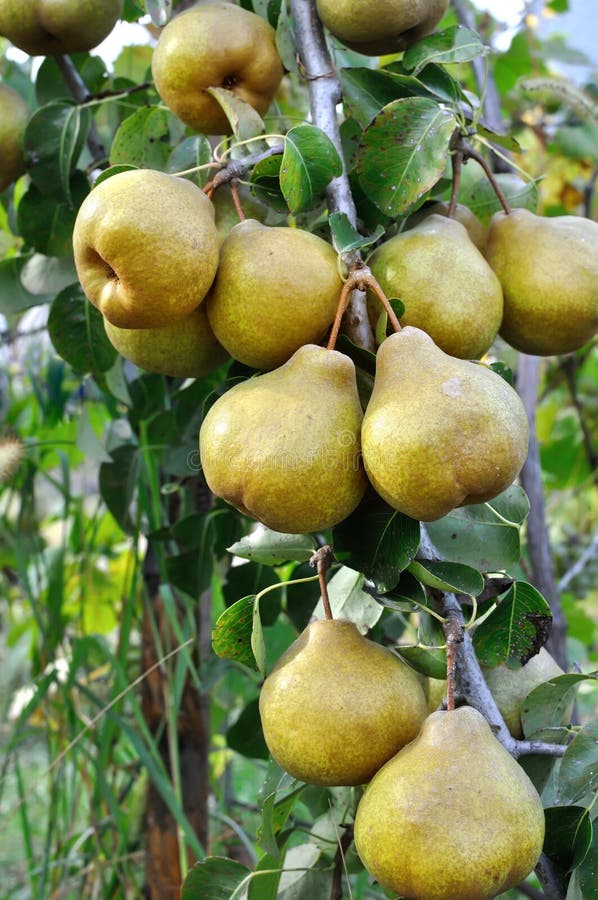 Closeup of ripening pears stock photo. Image of green - 238643352