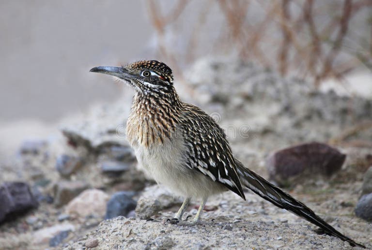 Closeup of a Roadrunner in the Underbrush Stock Image - Image of death ...