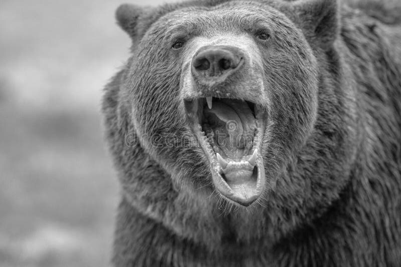 Closeup of roaring bear stock image. Image of mammal - 269386103
