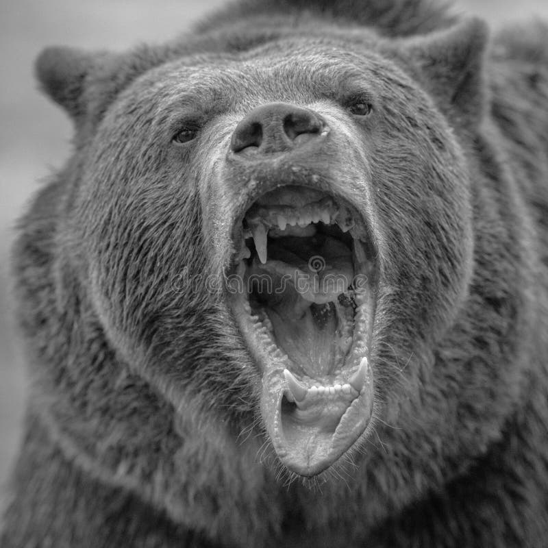 150 Standing Roaring Grizzly Bear Stock Photos - Free & Royalty-Free ...