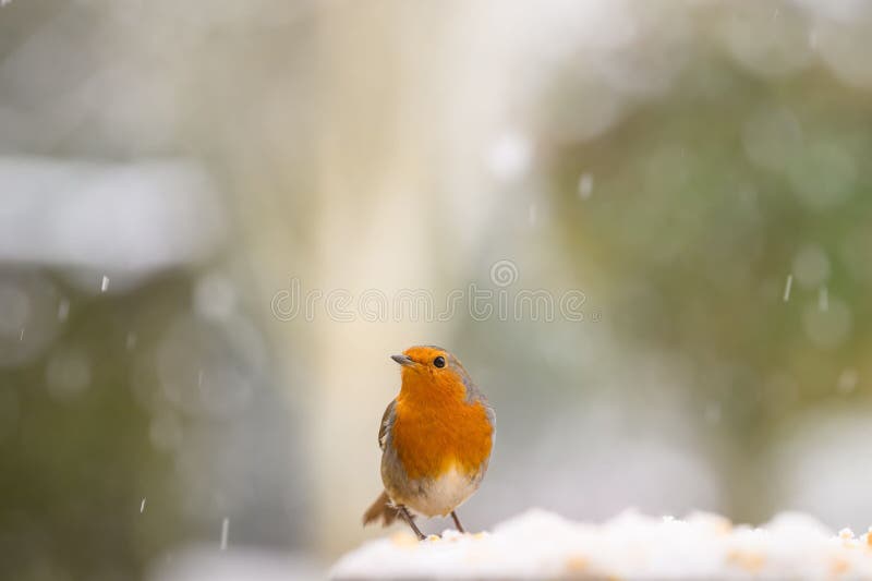 Red Fox with a Robin in the Falling Snow in Winter Stock Image - Image ...