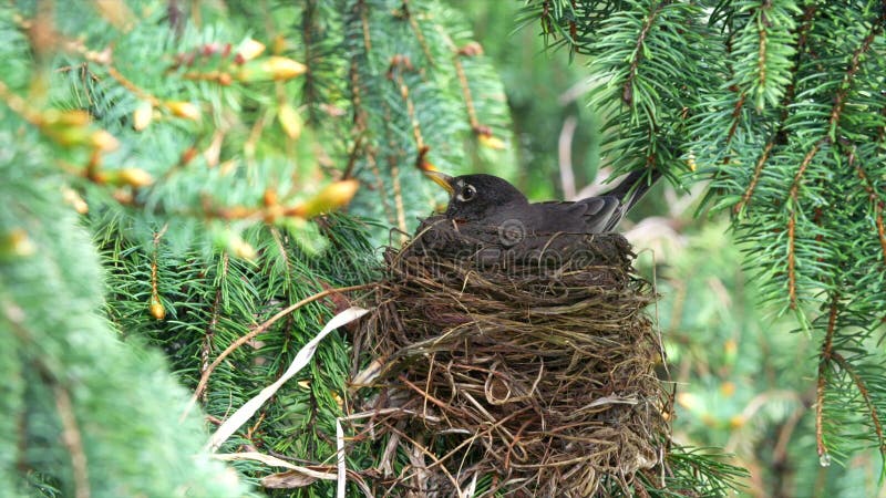 Closeup of a Robin Brooding on Nest on a Pine Tree Stock Footage ...