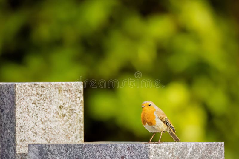 Closeup of a Robin Perched on a Stone Stock Image - Image of perched ...