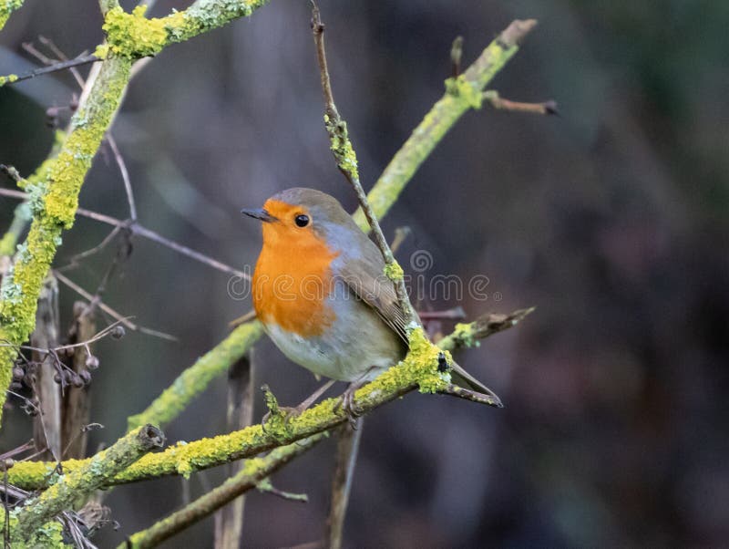 Closeup of a Robin Redbreast on a Tree Branch during Daylight Stock ...