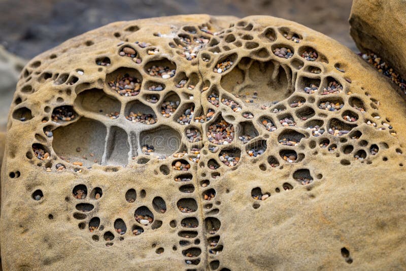 Closeup of Rock Formation with Hundreds of Holes with Tiny Pebble Stock ...