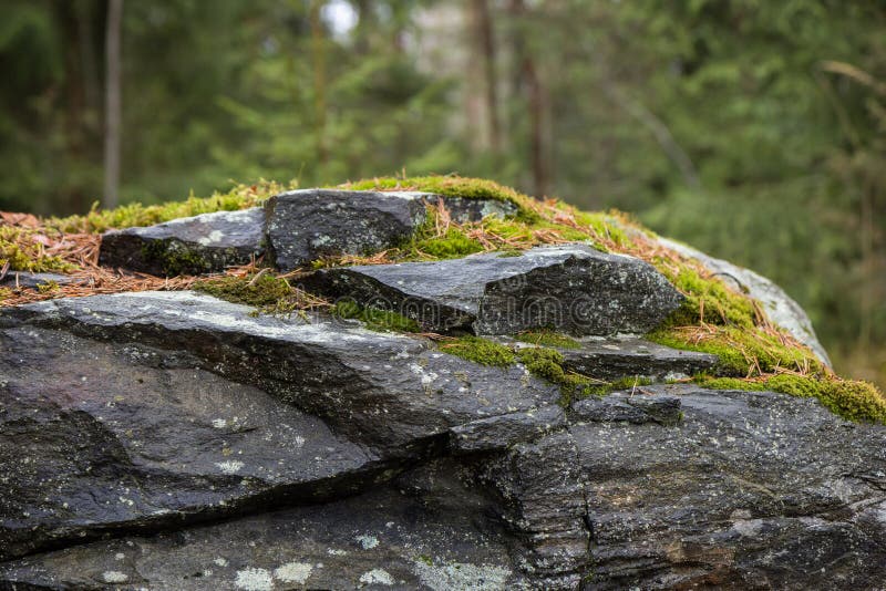 Closeup of a Rock with Moss in a Forest Stock Photo - Image of green ...